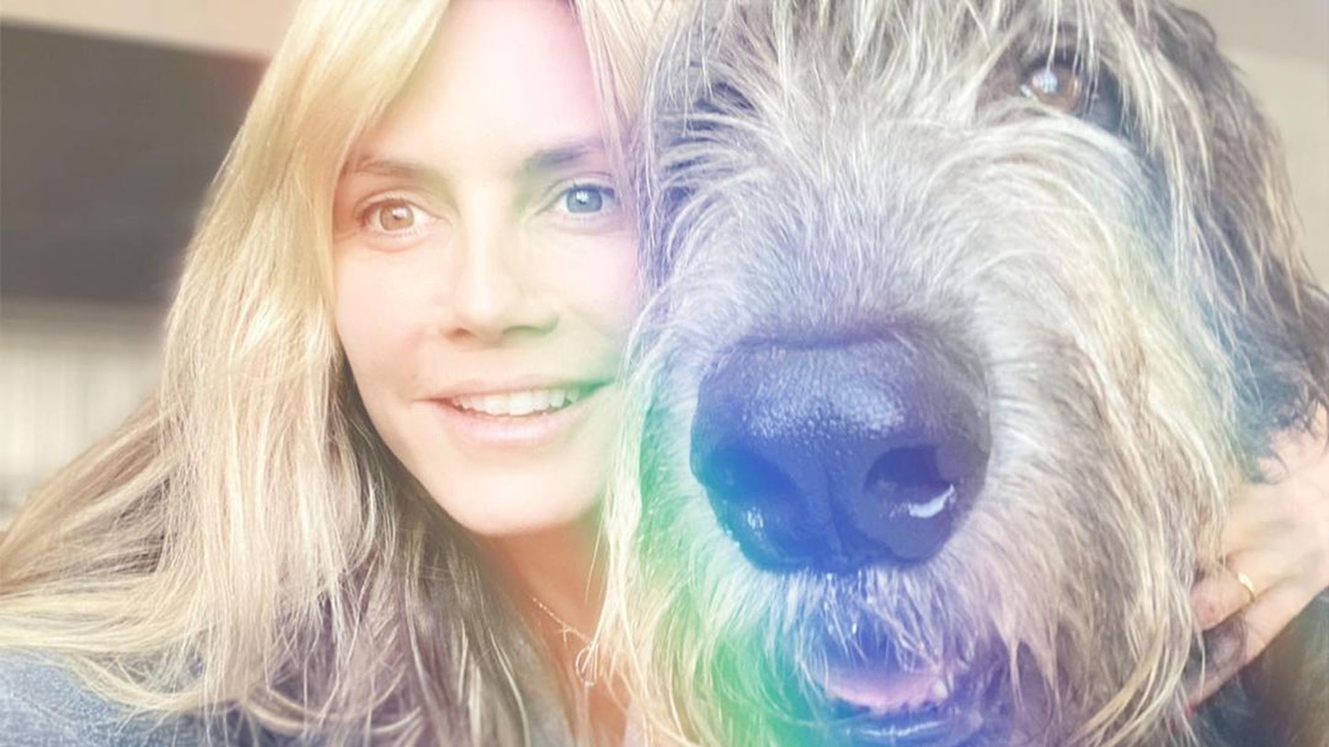 So süß überraschten Heidi Klum und Tom Kaulitz ihren Hund