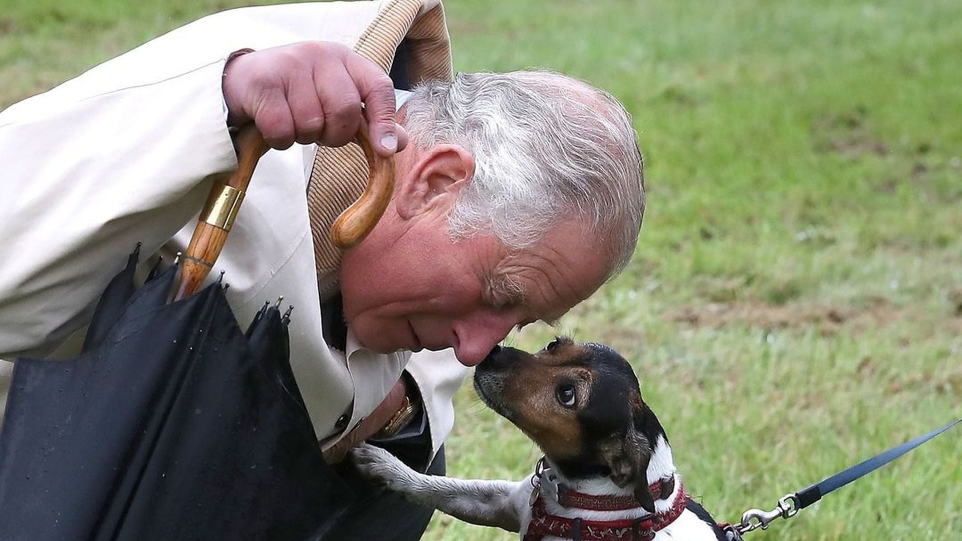 König Charles wünscht sich neuen Hund für den Palast